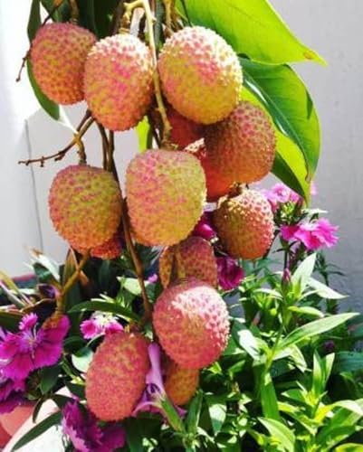 Lychee Fruit Tree Plant, Muzaffarpur Shahi Litchi Live Plant for Home ...