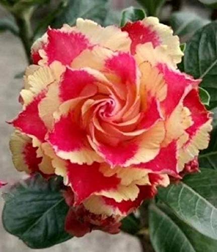 GenStore - Adenium Live Plant with Beautiful Grafted Flower Orchid ...