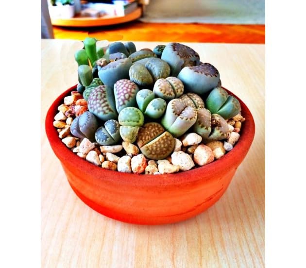 All Seasons - Indoor-Outdoor LITHOPS MIXED VARIETIES 20 SEEDS : Amazon ...