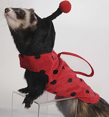 Ropa Para Hurón, Vístelo con lo Último en Moda | Bichos Exóticos