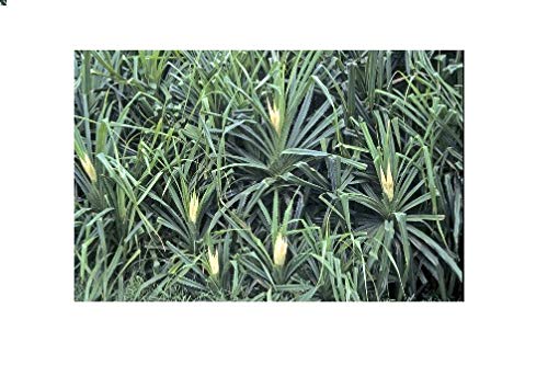 Indian Farms Live Kevda/Kewda/Pandanus Pygmaeus Plant With Pot ...