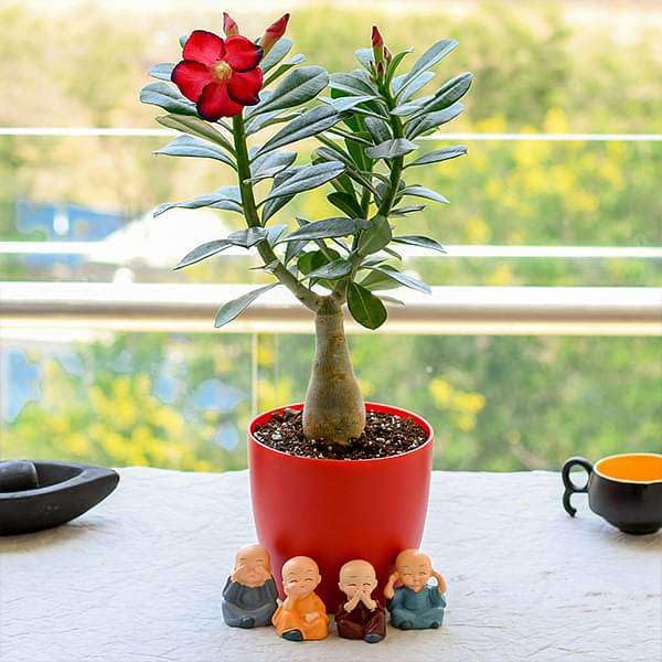 Adenium Live Plant | Hybrid Adenium Flower Plants (Pack of 3) d_28 ...