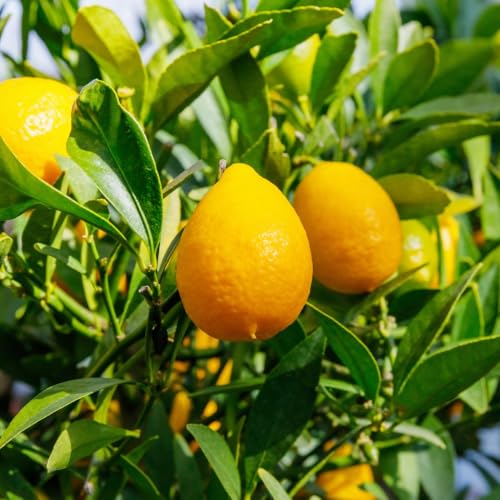 Limequat Tree Care Made Easy (5 Expert Recommended Strategies)