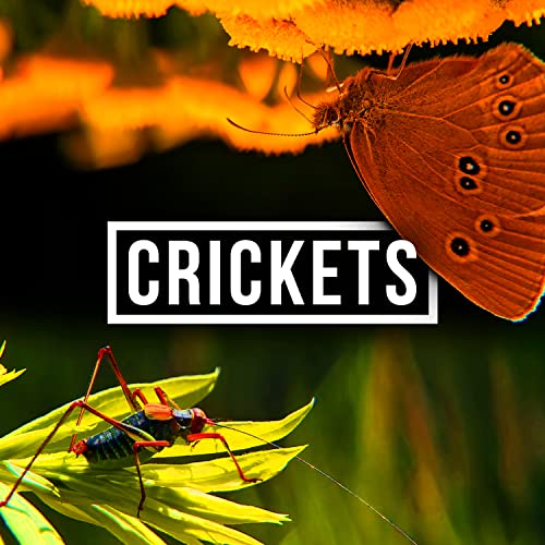 Play Crickets by Crickets on Amazon Music