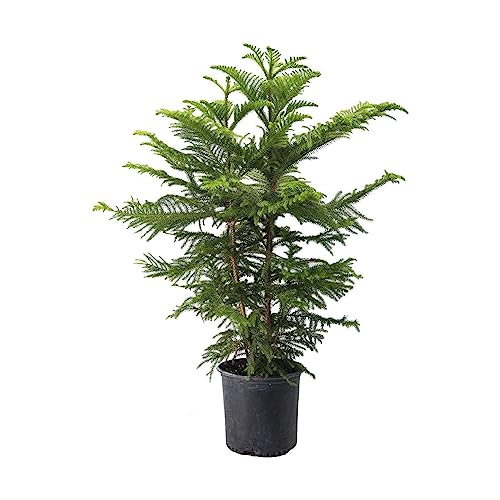 Norfolk island pine - How to grow & care