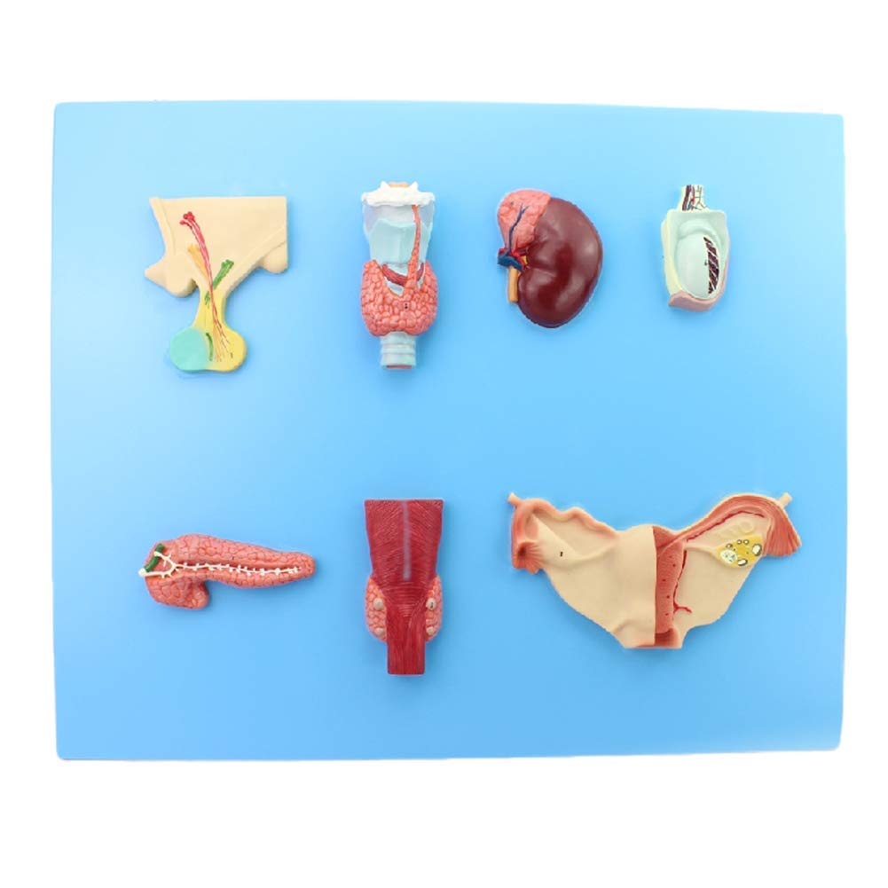 Wecds Model Of A Human Endocrine Organ Hypophysis Thyroid Adhesive ...