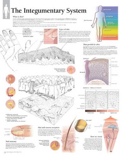 Integumentary System Laminated Poster (Anatomical Wall Charts): Amazon ...