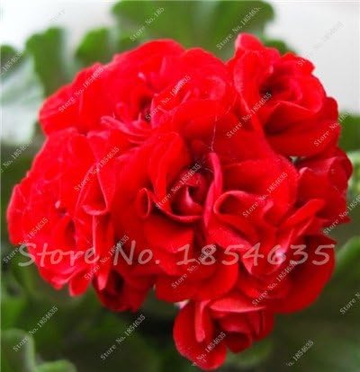 Amazon.com : 50 PCS Univalve Geranium Seeds Perennial Flower Seeds ...
