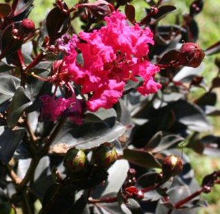 How to Care for Black Diamond Crape Myrtle Fast-Growing Low Maintenance ...
