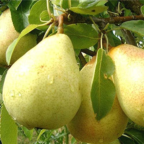 Sapna Nursery Babugosha/European Pear Fruit Live Plant : Amazon.in ...