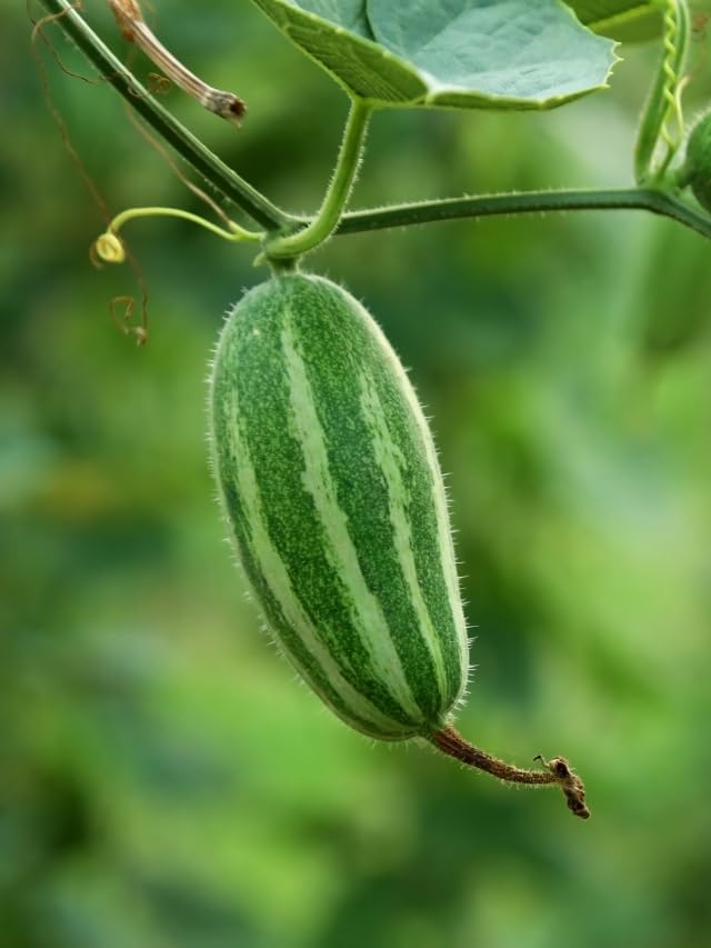 Parwal plant root/seeds for planting (18 seeds) : Amazon.in: Garden ...