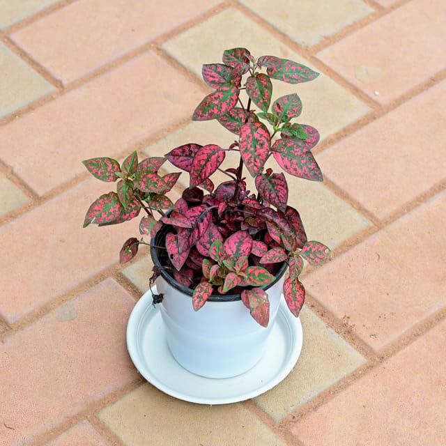 Hypostes growing season Polka Dot Red in 5 Garden perfect Living Live ...