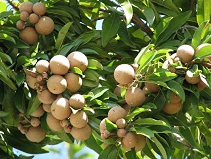 A&S Plant Chikoo (Chiku) or Sapota Hybrid Grafted Variety Tree Chikoo ...
