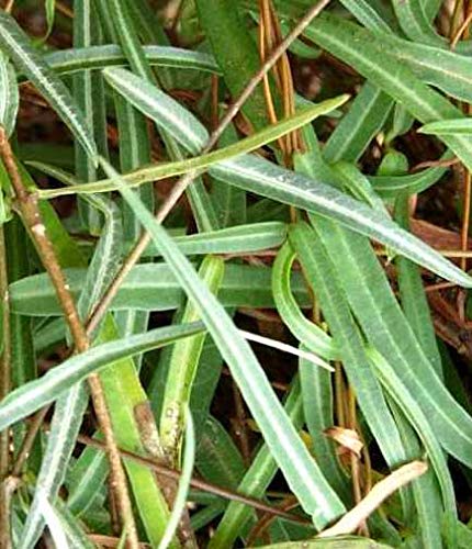 Kapebonavista® Anantmool sappling plant-hemidesmus indicus-nannari ...