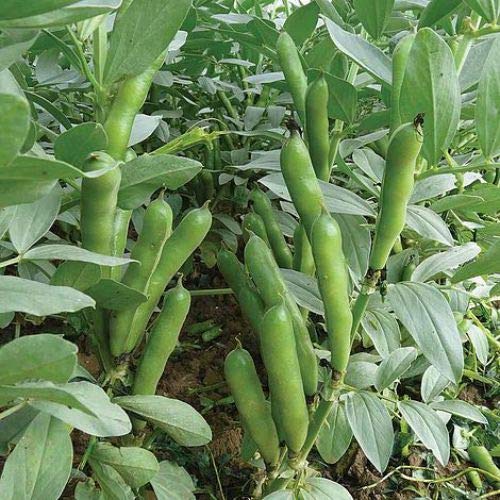Broad Beans (Bakla) Vegetable Seeds (Pack of 10 Seeds) : Amazon.in ...