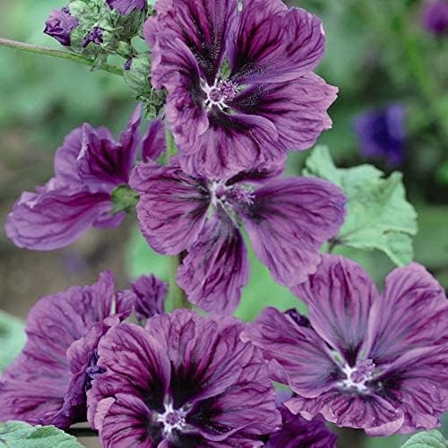 Malva sylvestris Seeds 'Mystic Merlin' Mallow Hardy Perennial Summer ...