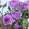 12-Month Hybrid Rose Live Plant Combo Pack - Set of 4 Multicolor Hybrid ...