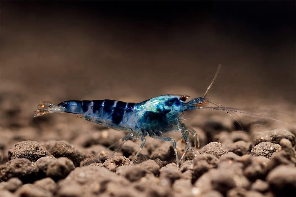 Amazon.com : Blue Calceo Shrimps Live Freshwater Shrimps Aquarium ...