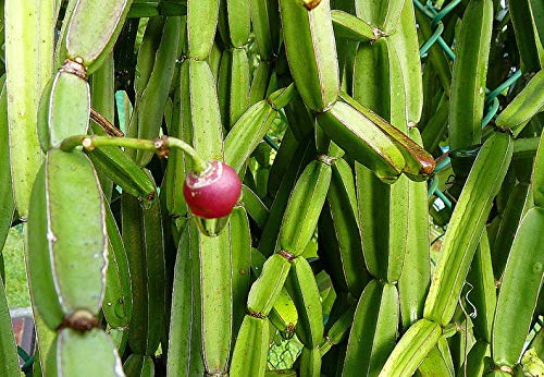 Buy Patpert Hadjode,veldt grape, devil's back, adamant creeper ...