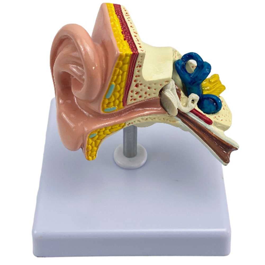 Internal Anatomy Of The Ear Human Ear Internal Anatomy High Res Vector