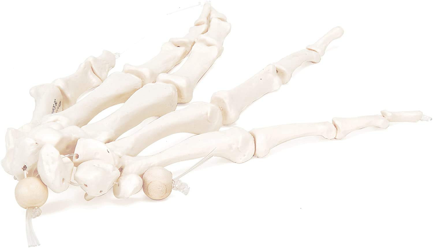 Buy 3B Scientific A40/2 Hand Skeleton Model + free Anatomy App - 3B ...