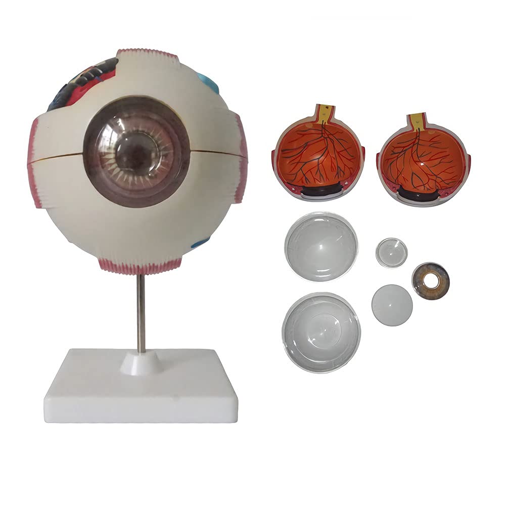 Buy BEAGHTY Removable 6X Human Eye Eyeball Anatomical Model ...