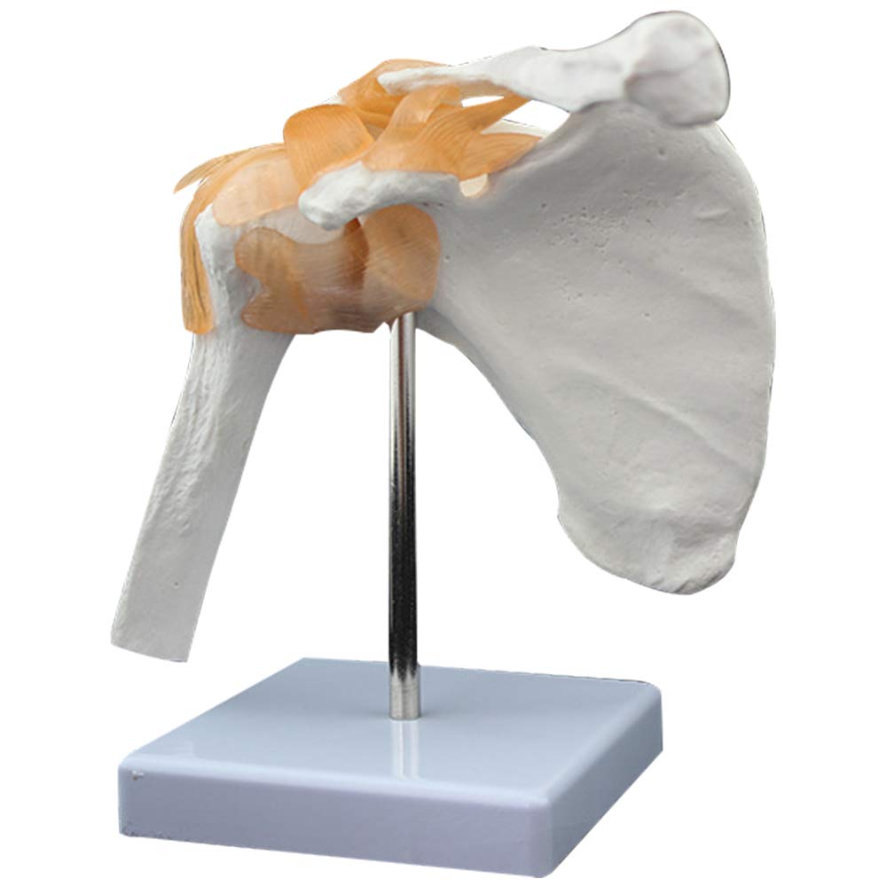 Buy Human Shoulder Joint Model Teaching Medical Joint Model Scapula ...