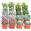 Amazon.com : Shop Succulents Assorted Succulent Plant Pack Bulk ...