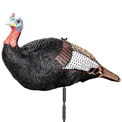 Turkey Hunting in the Evening Guide & Tips that (WORKS!)