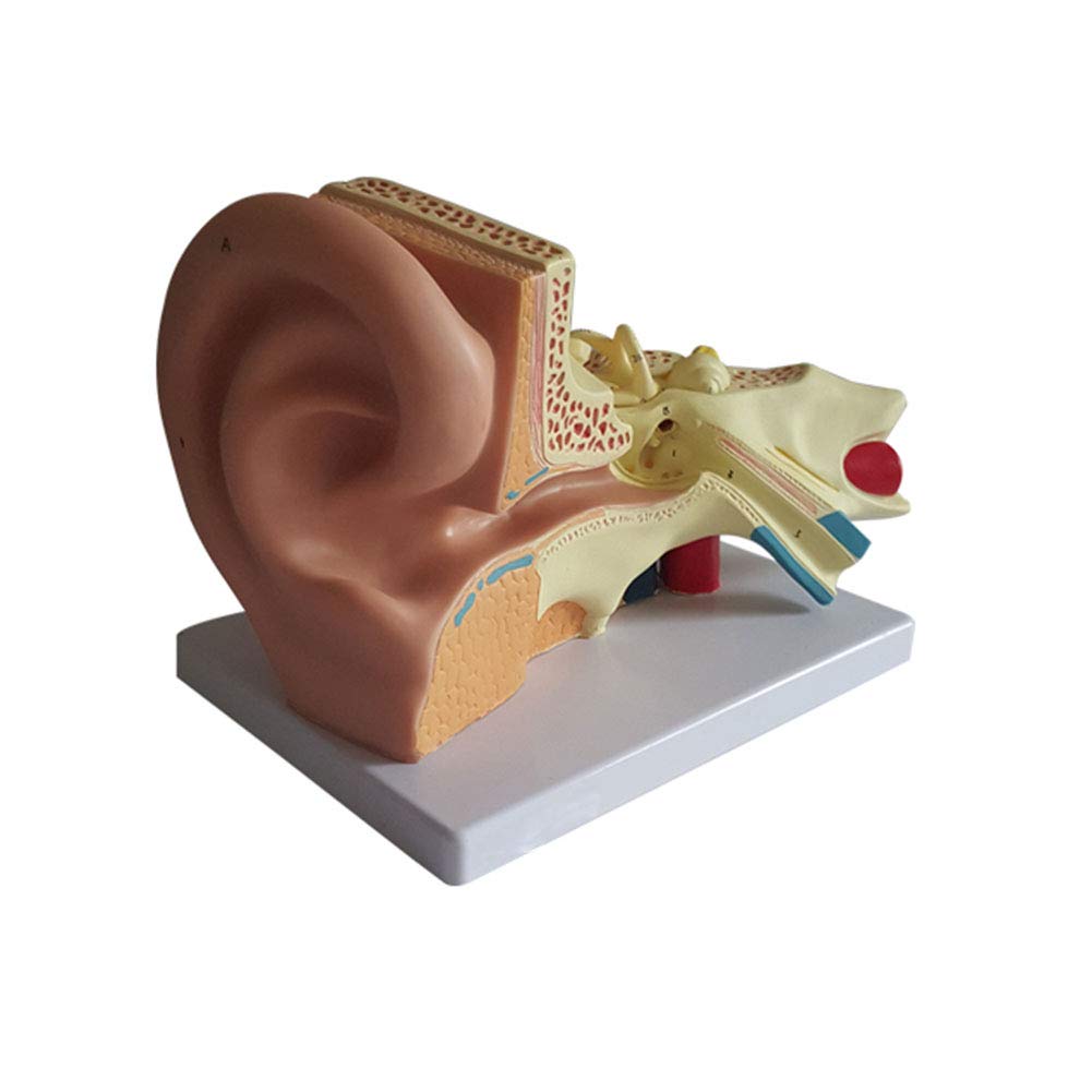 Geefsu Human Ear Anatomical Model Showing Positional Relationship ...