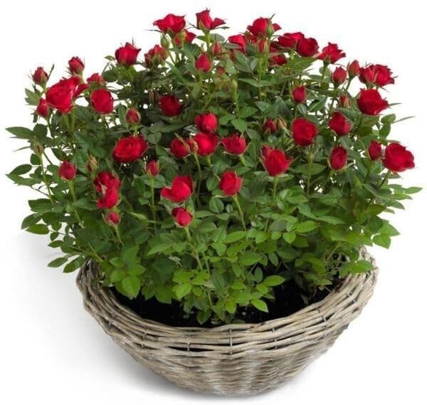 Punarva Rose Plant miniature rose plant : Amazon.in: Garden & Outdoors