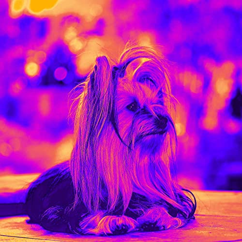 Amazon Music Unlimited - Calming Dog Music Playlist 『Music for Vet ...