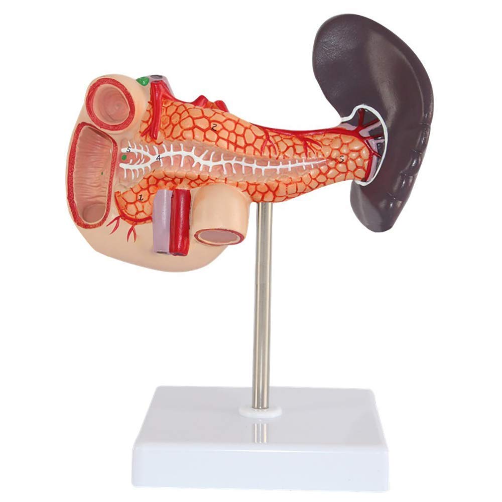 Buy Pancreas And Spleen Anatomy Model - Human Organ Anatomical Model ...