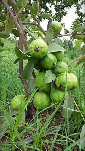 InGreen Hybrid Thai Variety Guava Grafted Live Plant[v7] : Amazon.in ...