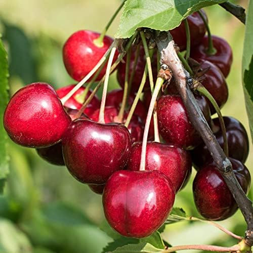 Cherry Kordia Edible Fruit Tree | Deciduous Outdoor White Flowering ...