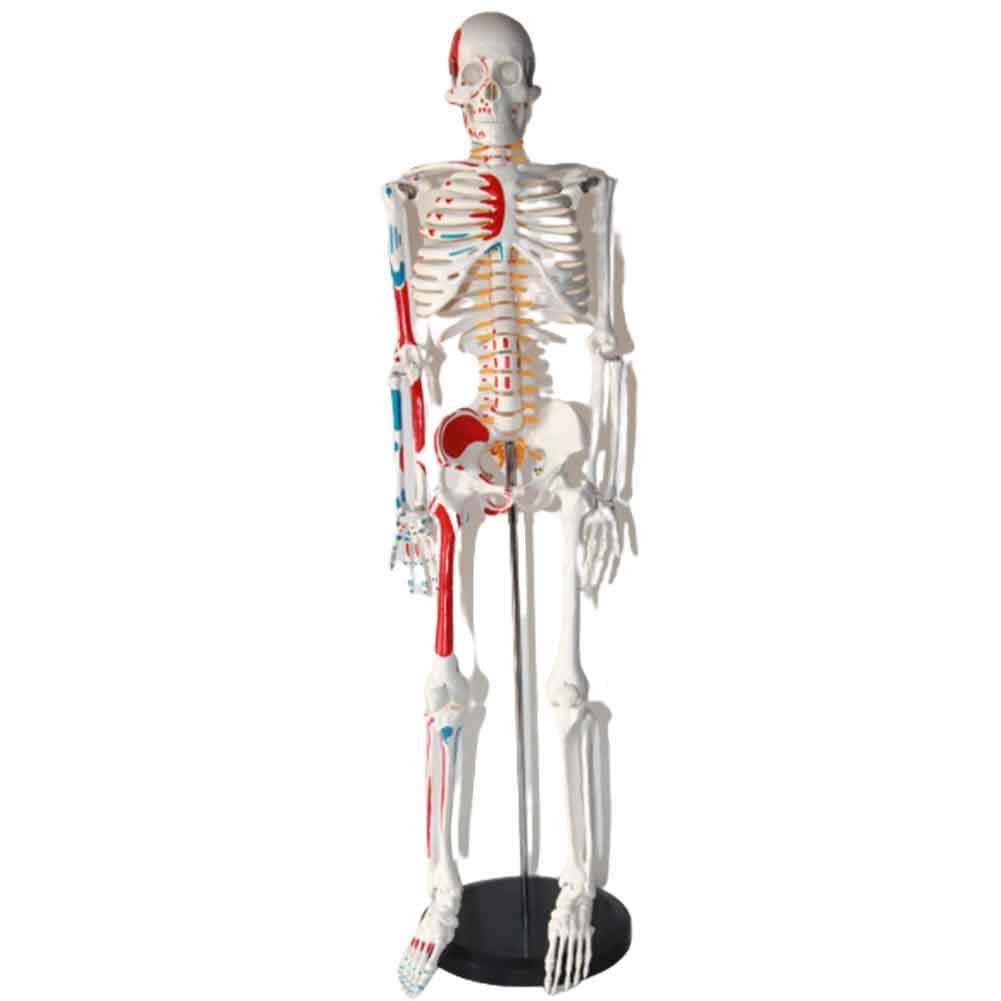 Buy DJSC Life Size Skeletal System Model, Scientific Human Skeleton ...