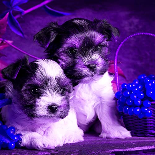 High-class Piano Duo Jazz - Bgm for Cooling Off Pups by Dog Music ...