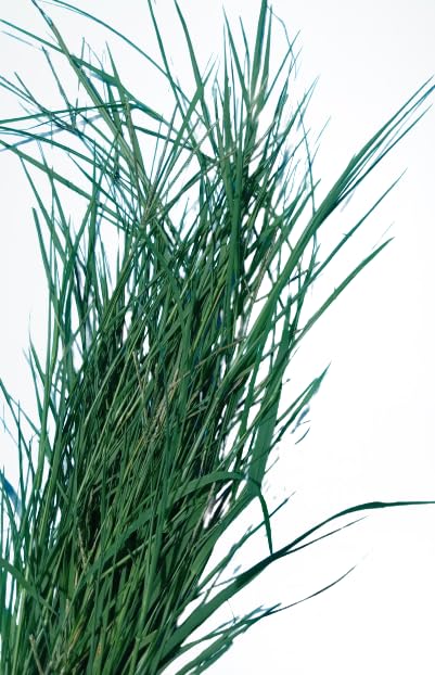 Arugampul/Durva Grass/Doob Grass - 50 Grams for Pooja : Amazon.in: Home ...