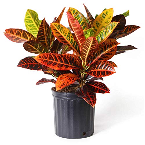 NurseryNature Croton Variegatum Petra Croton Norma Codiaeum Variegatum ...