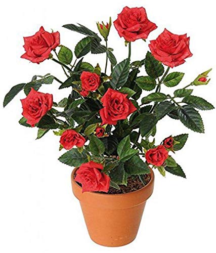 EdensField Rare Grafted Dark Red Climbing Rose …1 Healthy Live Plant ...