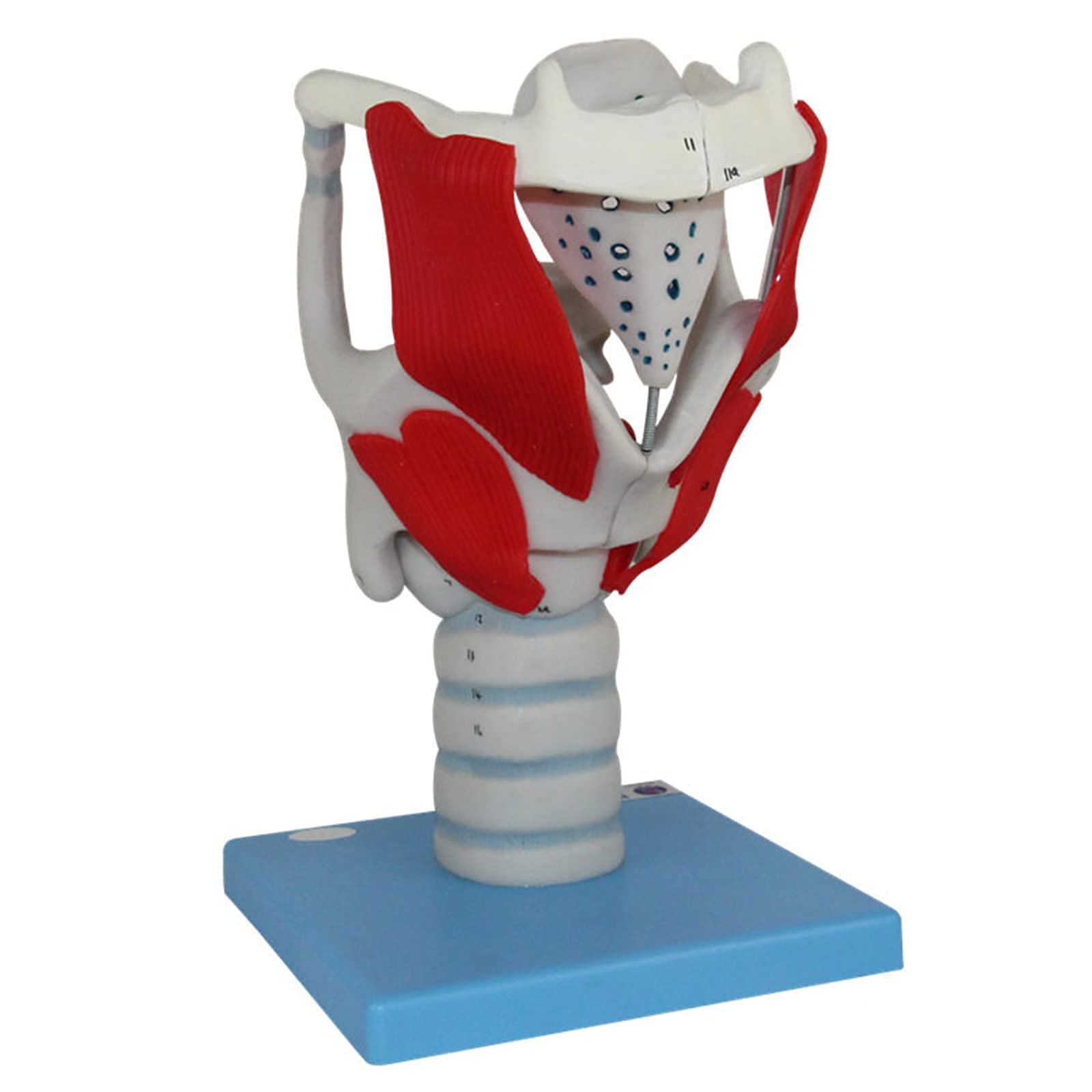 Buy Larynx Structure and Function Magnification Model, Larynx ...