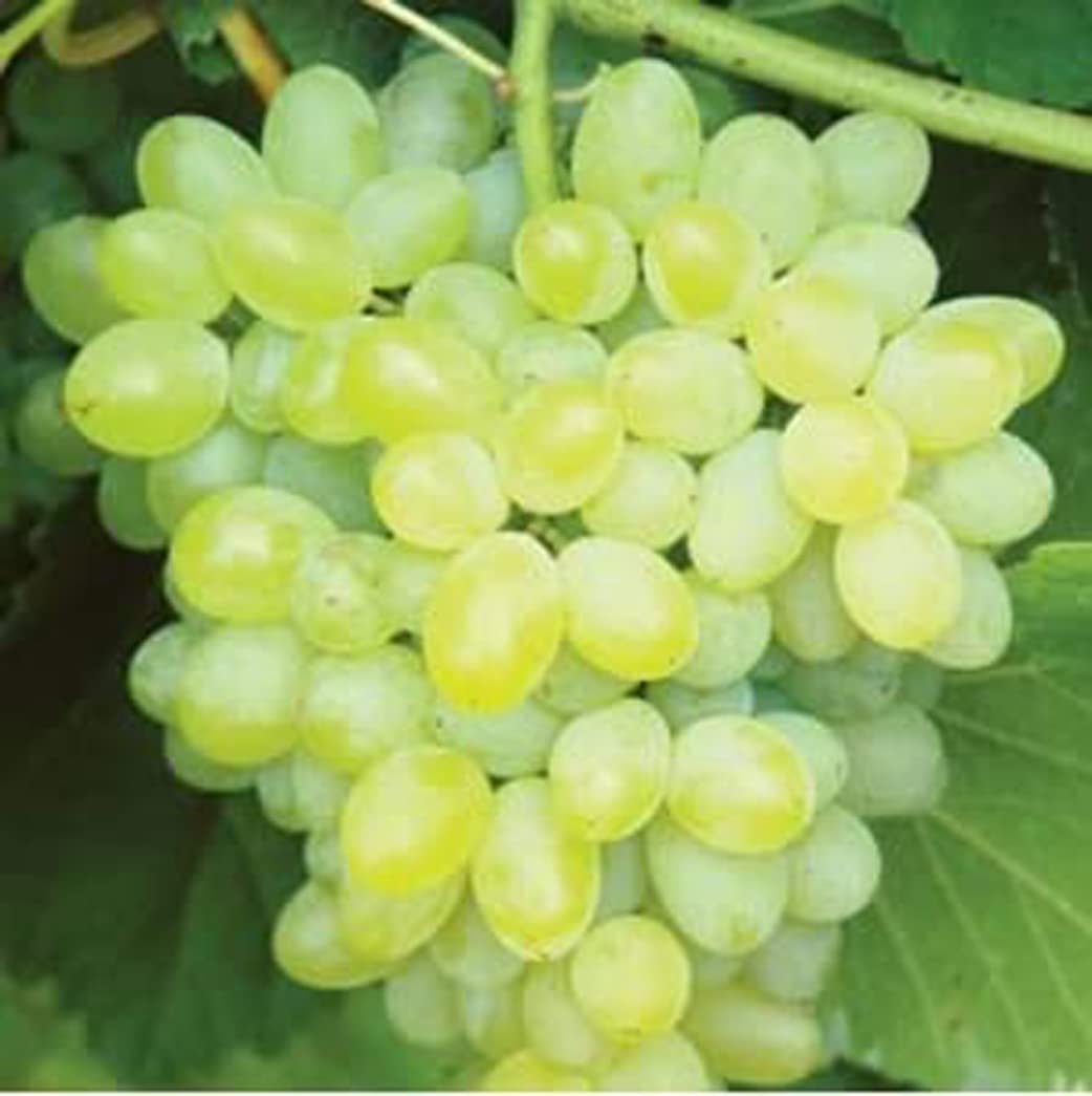 Green view New Seedless Sweet Green Grape Fruit Air Layered plant ...