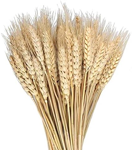 Amazon.com: yarlung 300 Stems 16 Inch Dried Wheat Sheaves, Natural ...
