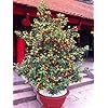 Amazon.com : Apricot Katy Tree, Produces Fruit, Prunus Armeniaca 3-5ft ...