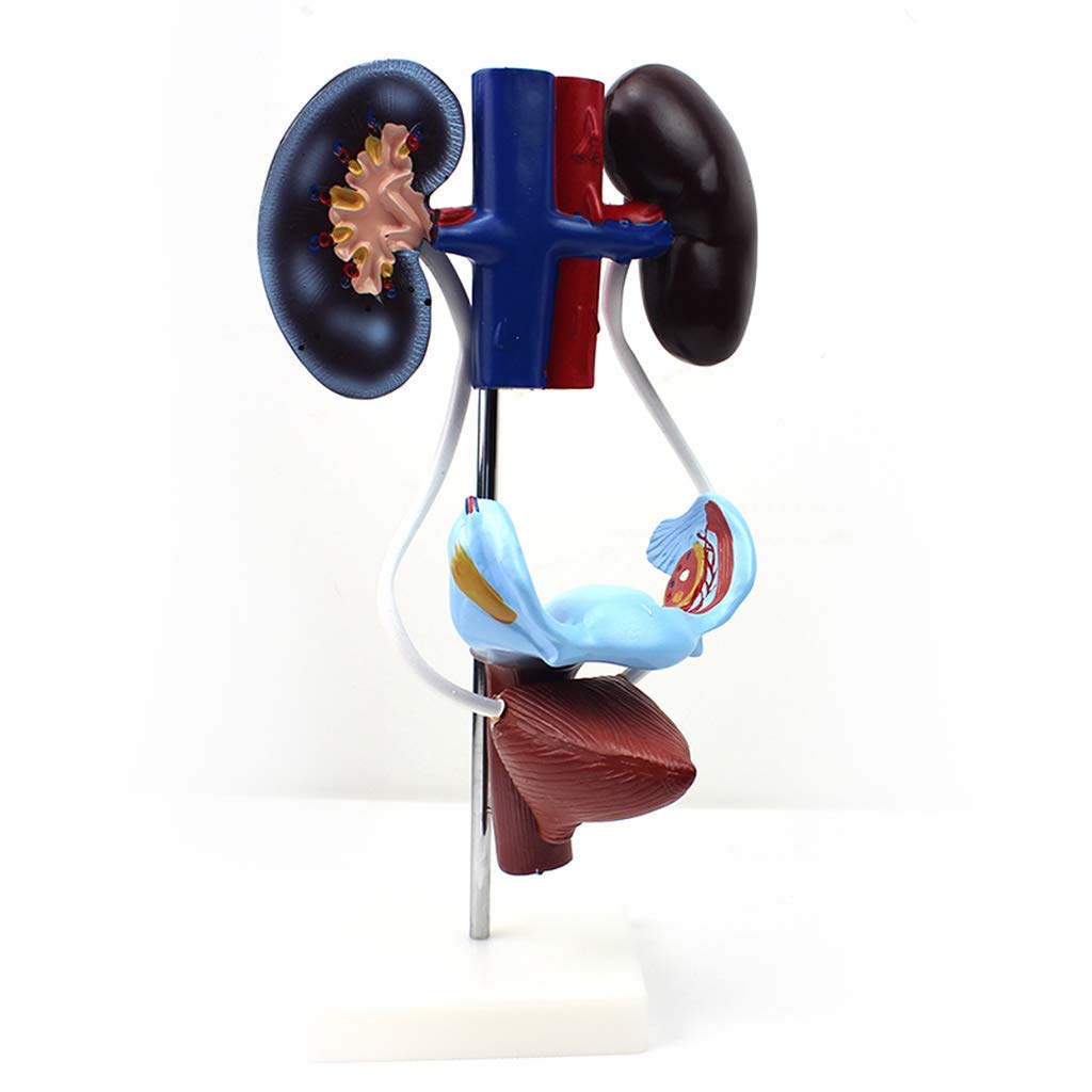 Buy DBSCD Urinary Human Anatomical Model, Anatomical Female ...
