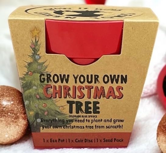 3 x Grow Your Own Christmas Tree Seed Kits - Eco Growing Planting Pack ...