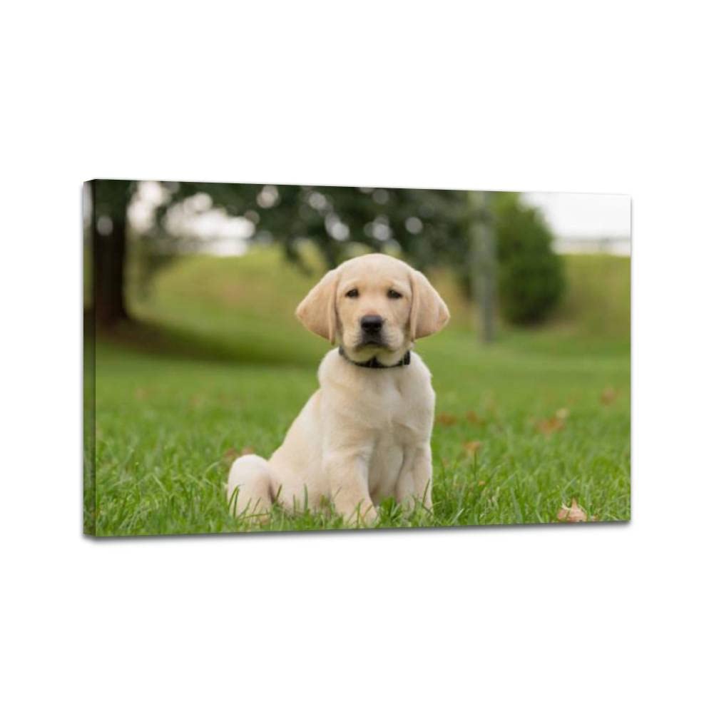 Yellow Lab Puppy Sitting