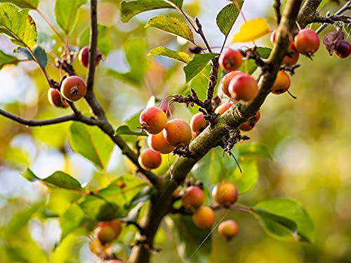 kokum, Ratamba (Grown through seeds) - Plant Goa tree, Kokum butter ...