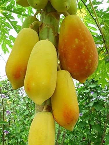 M-Tech Gardens Rare Papaya " Golden " Exotic 15 Fruit Seeds for Growing ...