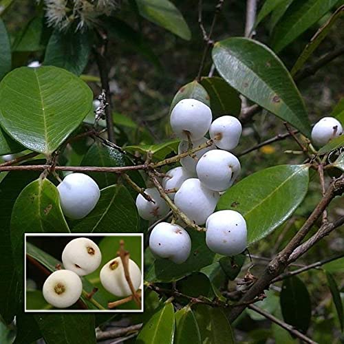 Floral Treasure Poocha Pazham/Cat Fruit (Seedling) Live Fruit Plant ...